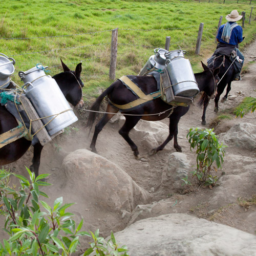Benefits of Donkey Milk: a New Trend in Nutrition - ConnectWithLife.com Benefits of Donkey Milk: a New Trend in Nutrition - ConnectWithLife.com